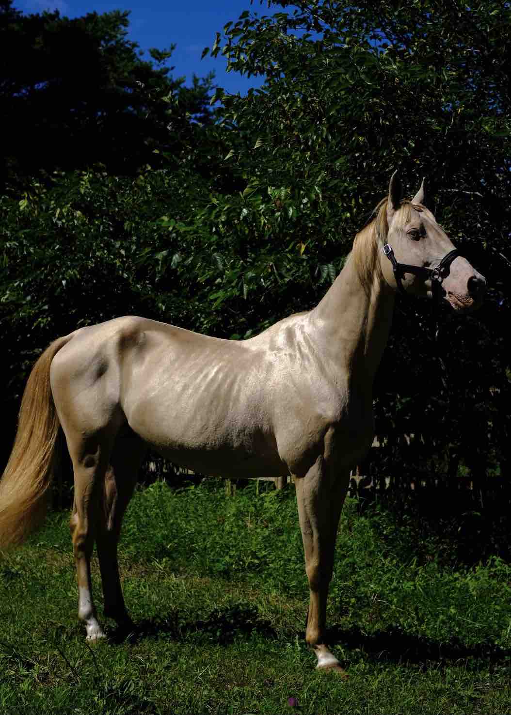 遊記｜アハルテケ長谷川牧場一日遊